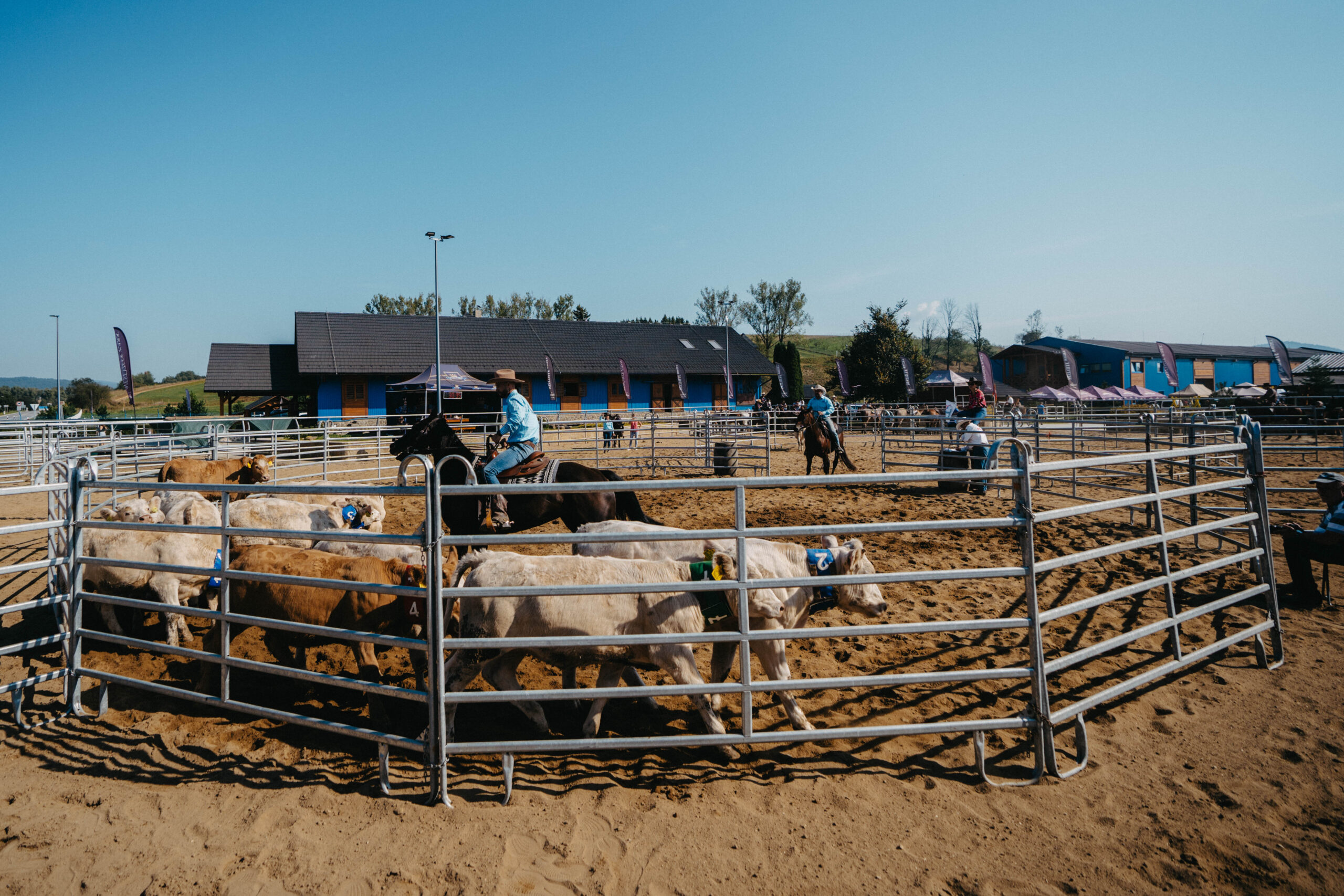 TEAM PENNING | Nestville Open Fest